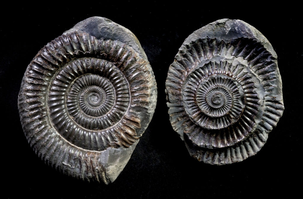 Dactylioceras - fossils worldwide