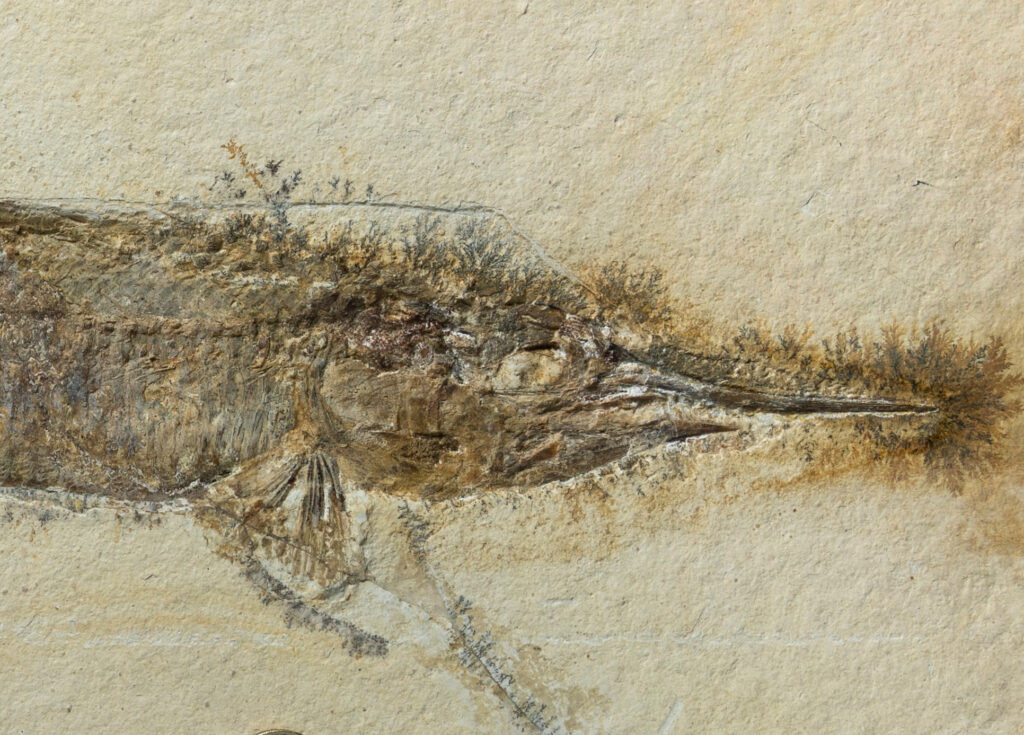 Aspidorhynchus acutirostris - fossils worldwide