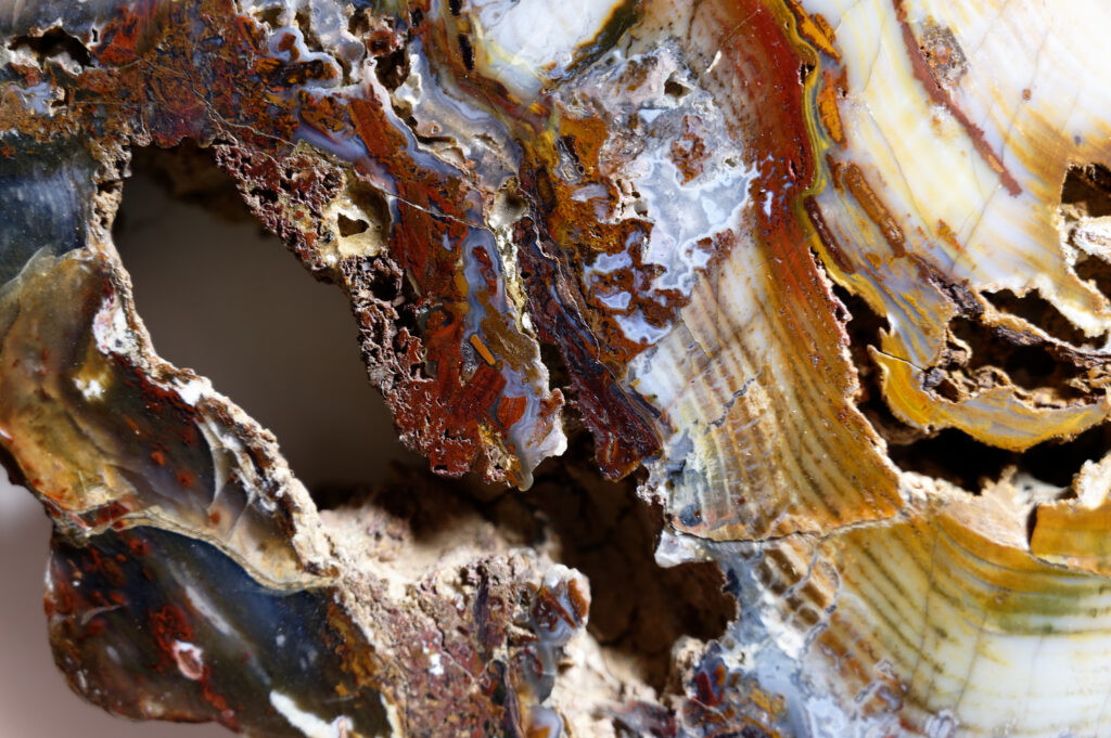 Pinus / Bergkiefer - fossils worldwide