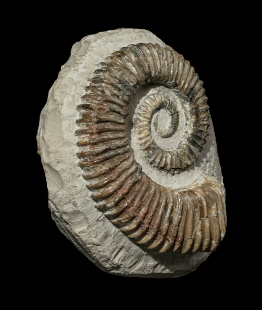 Aegocrioceras spathi - fossils worldwide