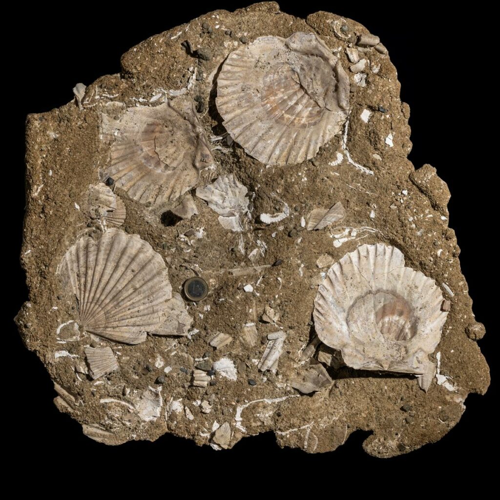 Muscheln Archive - fossils worldwide