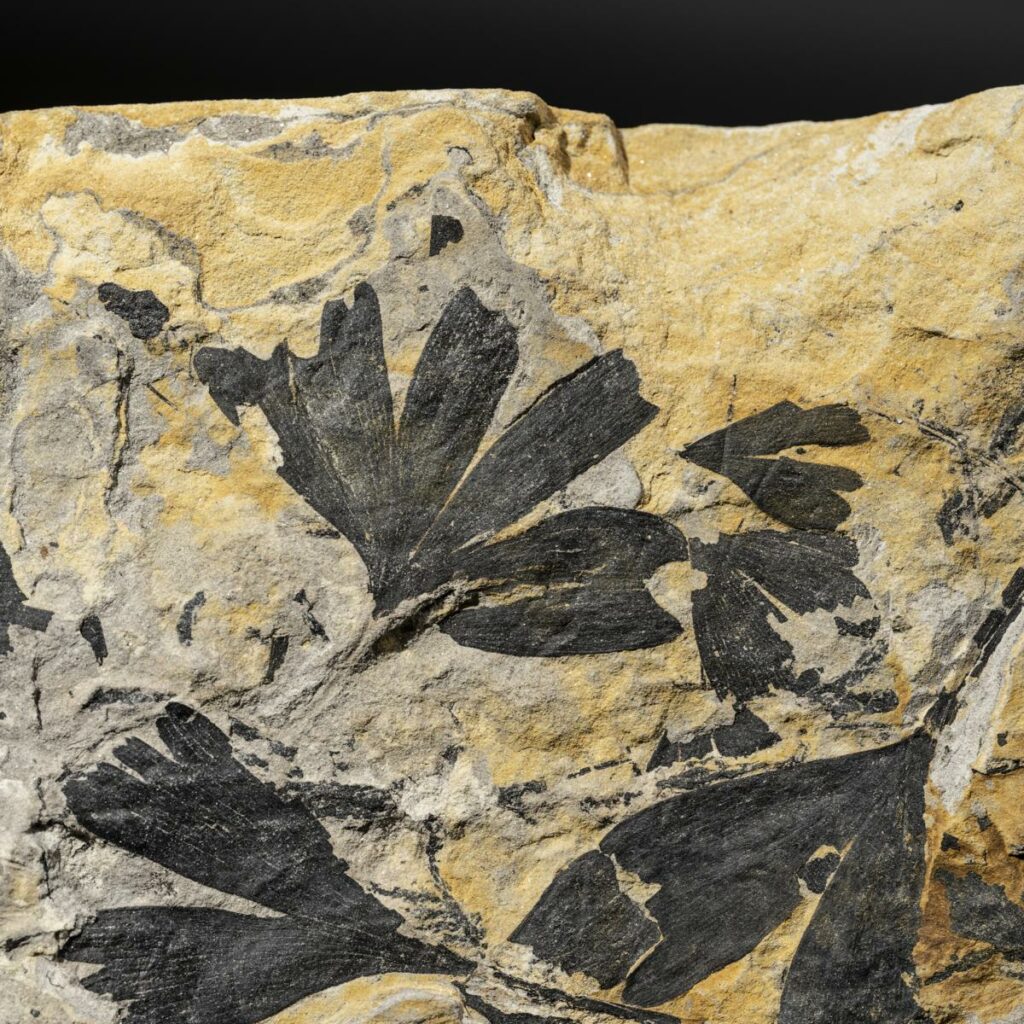 Ginkgo huttonii - fossils worldwide