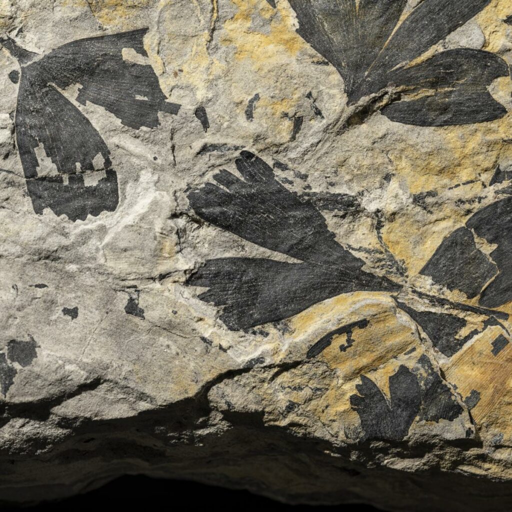Ginkgo huttonii - fossils worldwide