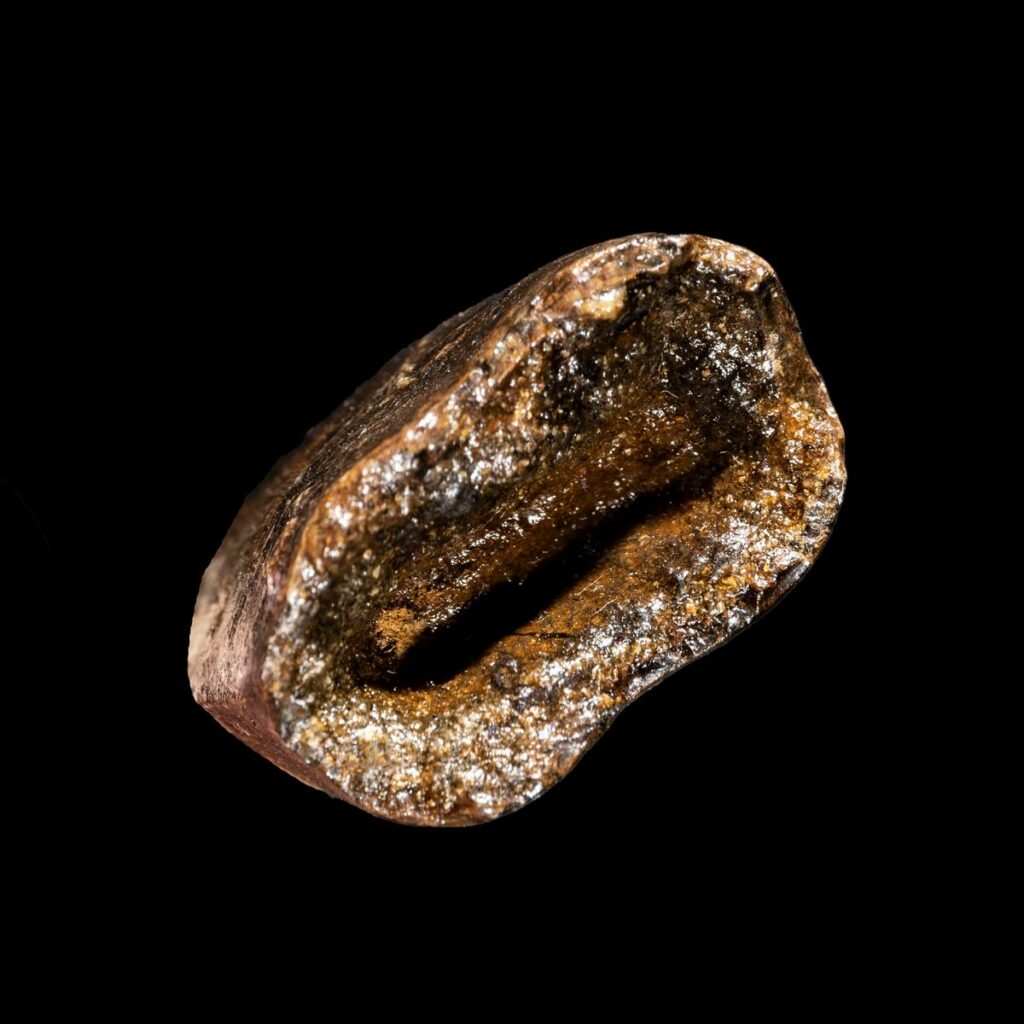 Lythronax argestes - fossils worldwide