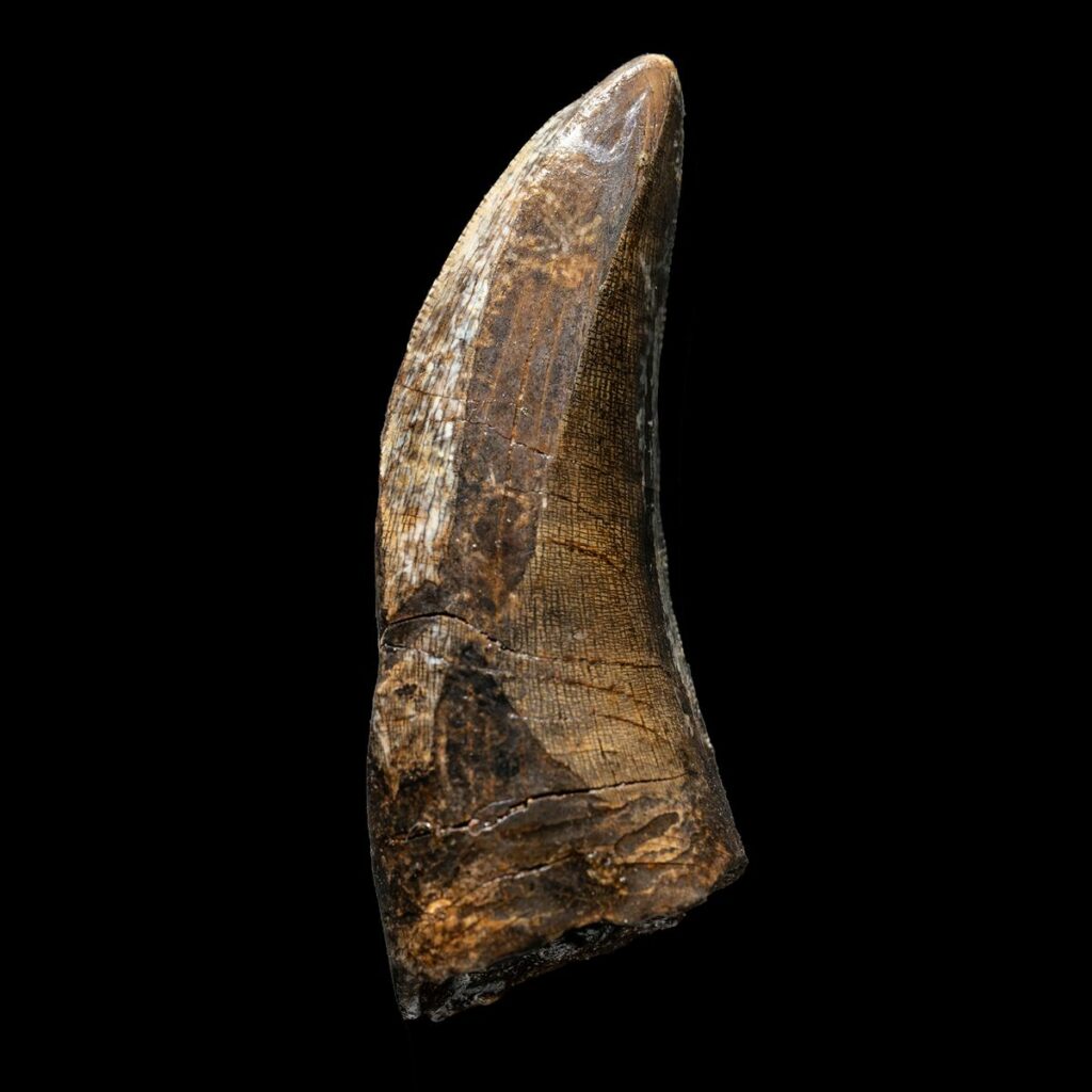 Lythronax argestes - fossils worldwide