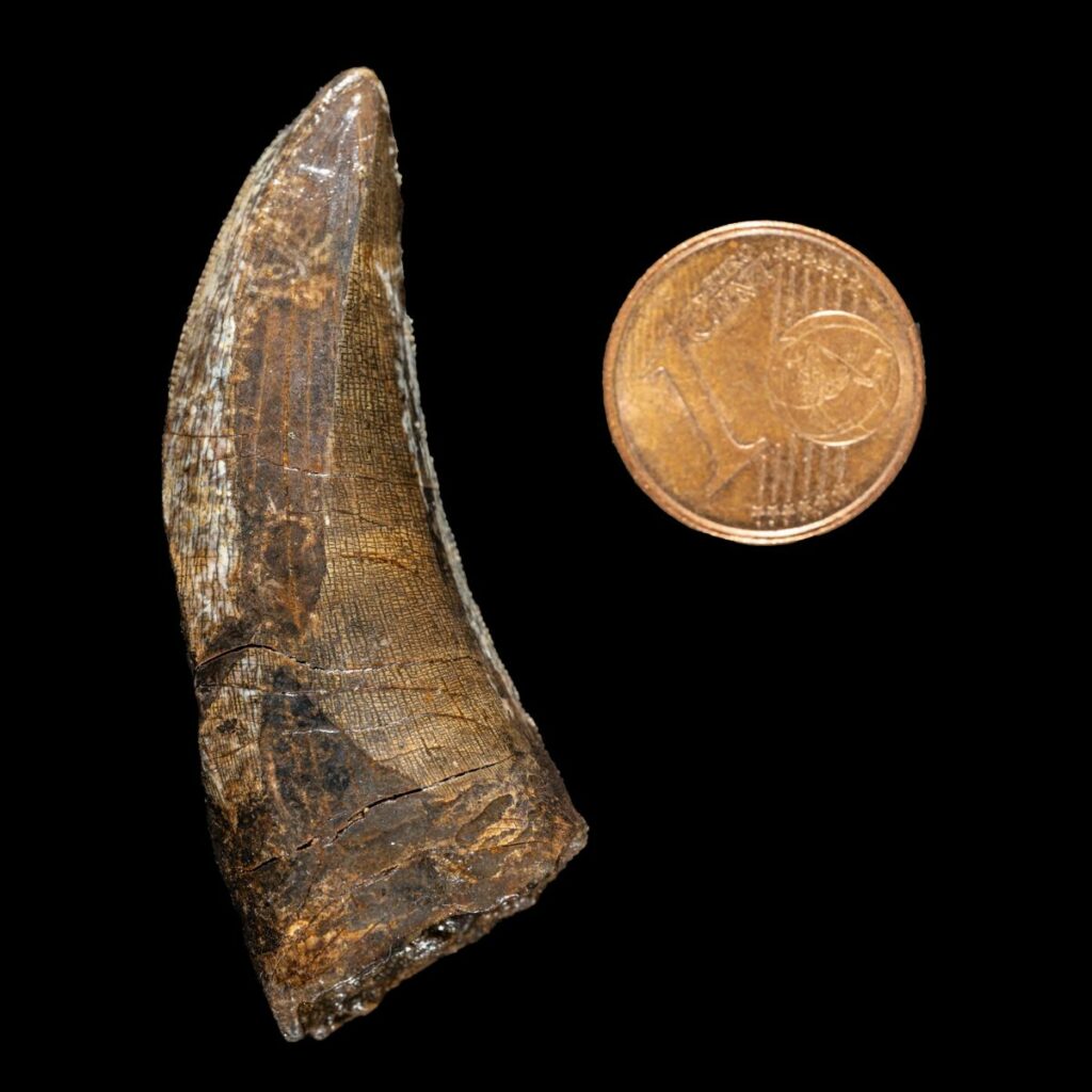 Lythronax argestes - fossils worldwide