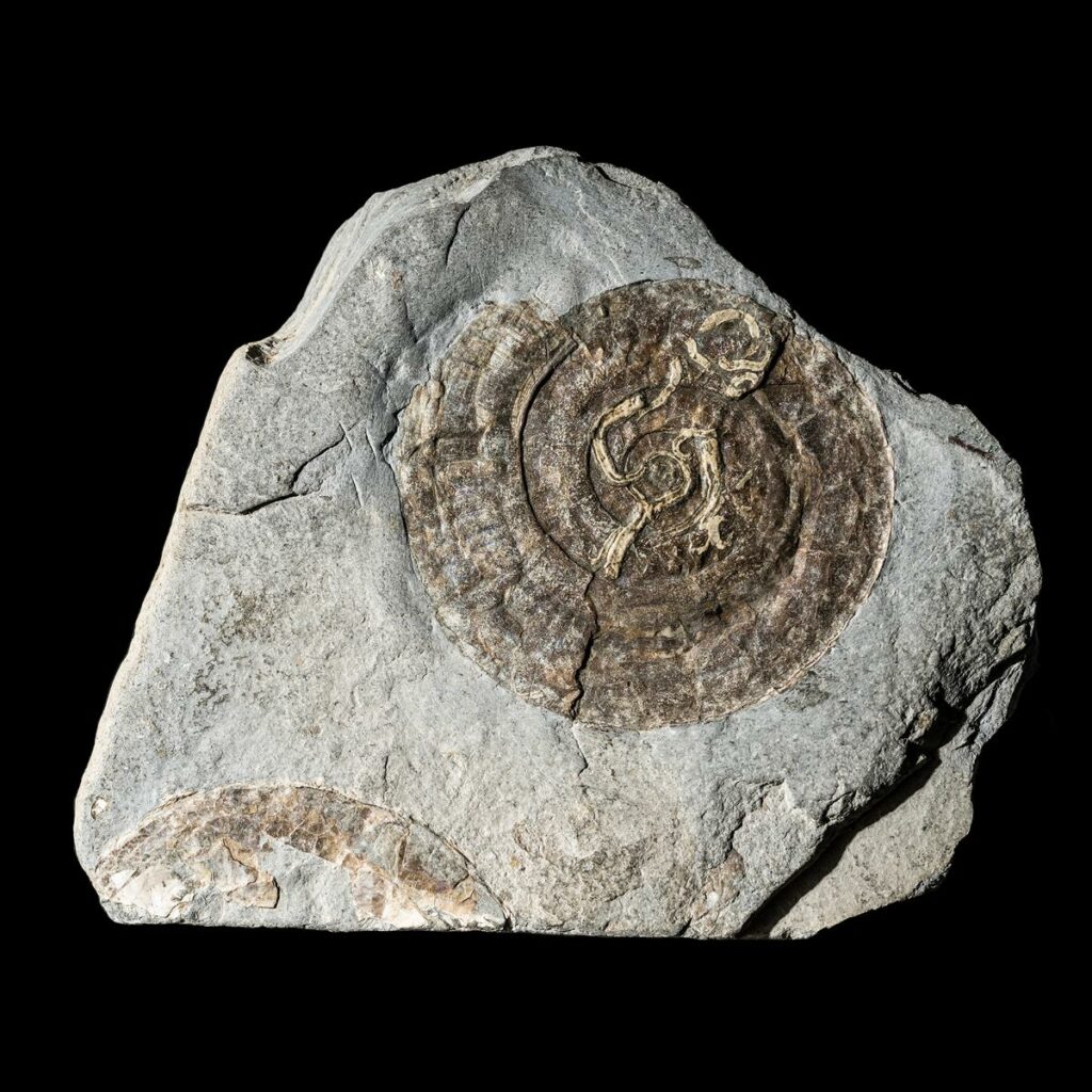 Propomatoceros auf Psiloceras planorbis - fossils worldwide