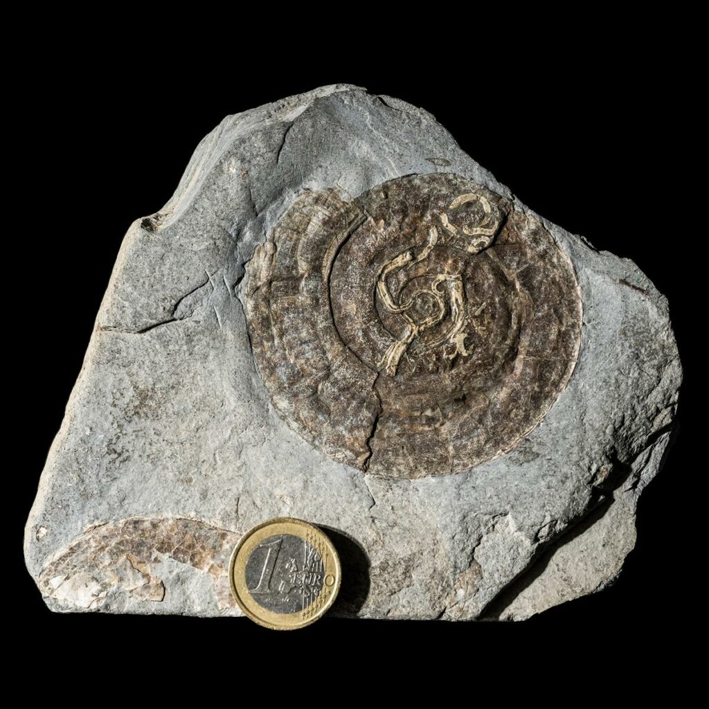 Propomatoceros auf Psiloceras planorbis - fossils worldwide