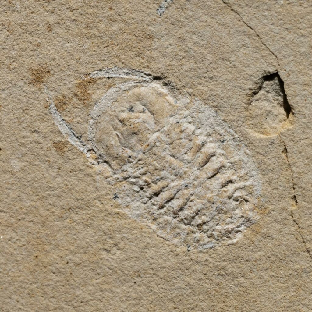 Unusuropode castroi - fossils worldwide