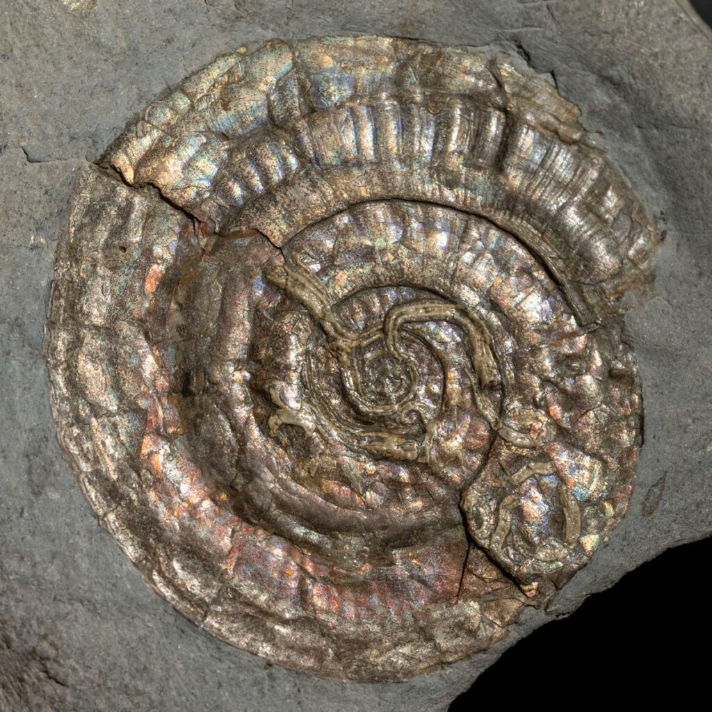 Propomatoceros auf Psiloceras planorbis - fossils worldwide