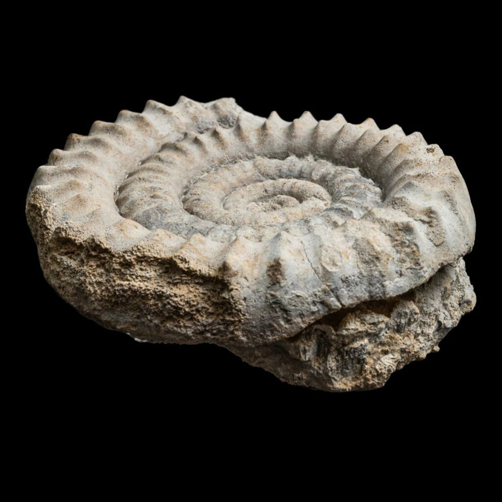 Microderoceras cf. birchi - fossils worldwide