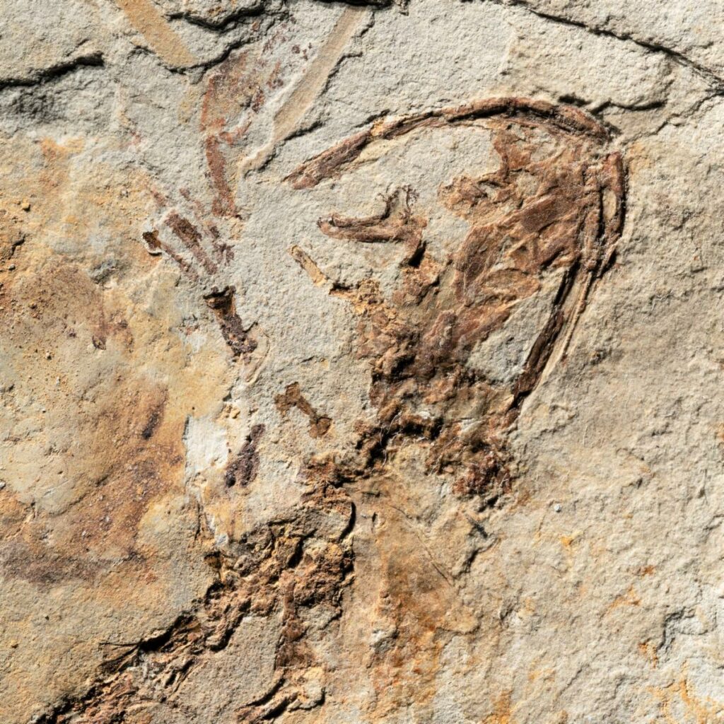 Chunerpeton tianyiensis mit Jurassonuru und Ferganoconcha - fossils ...