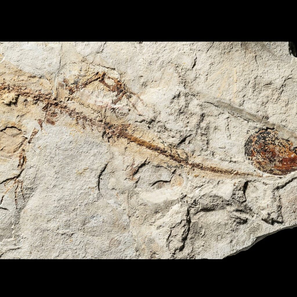 Chunerpeton tianyiensis mit Jurassonuru und Ferganoconcha - fossils ...