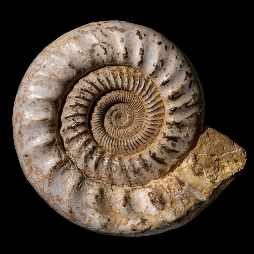 Kranaosphinctes cf. rabei - fossils worldwide
