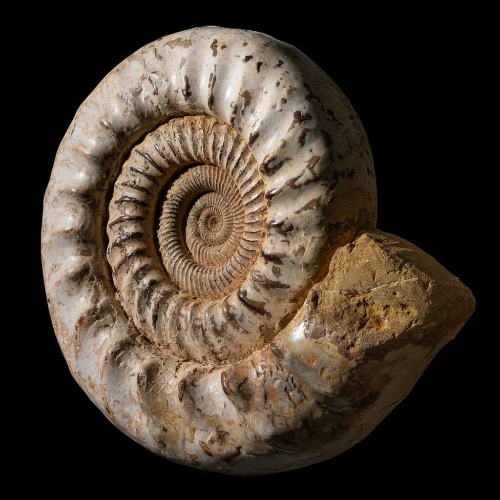 Kranaosphinctes cf. rabei - fossils worldwide