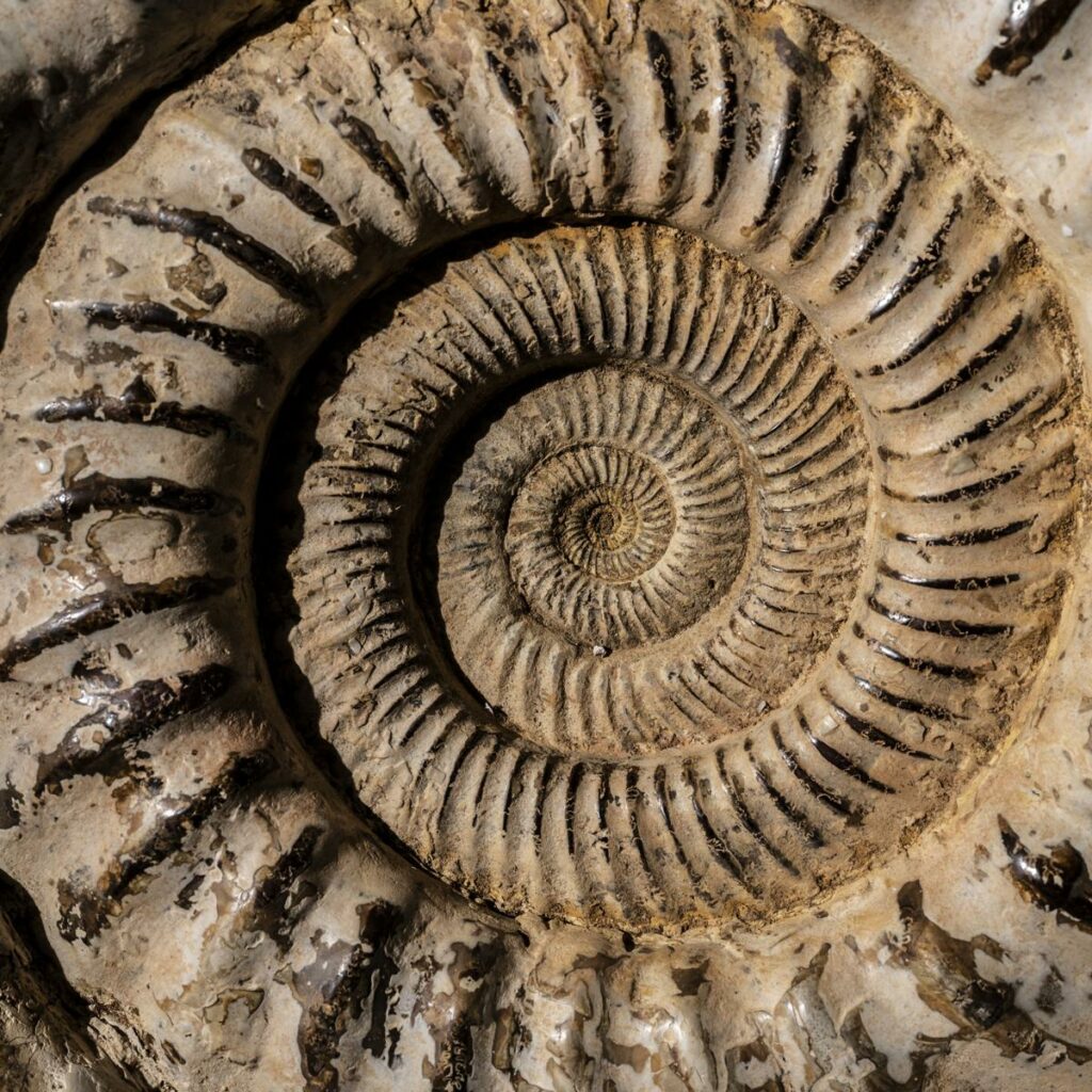 Kranaosphinctes cf. rabei - fossils worldwide