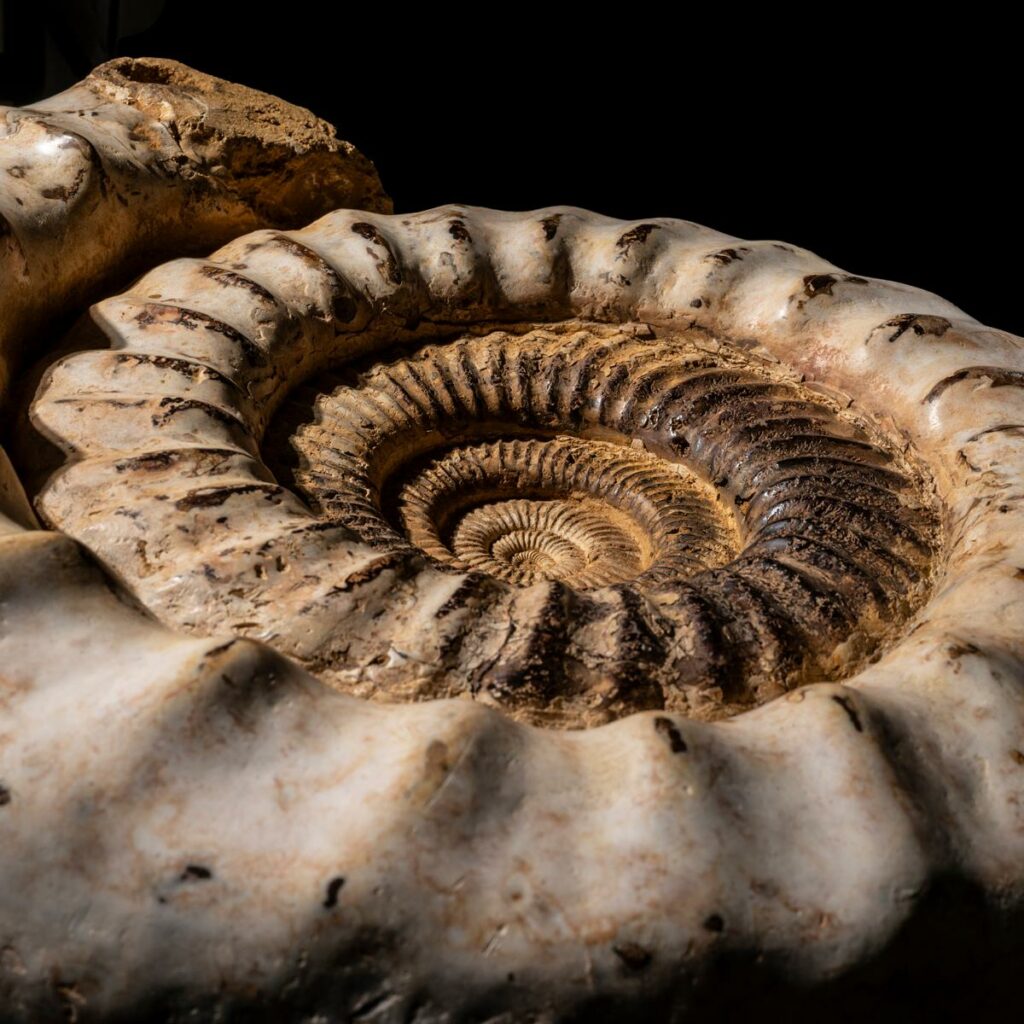 Kranaosphinctes cf. rabei - fossils worldwide