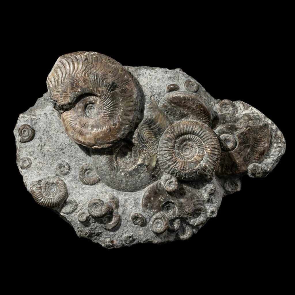 Harpoceras falcifer, Dactylioceras commune - fossils worldwide