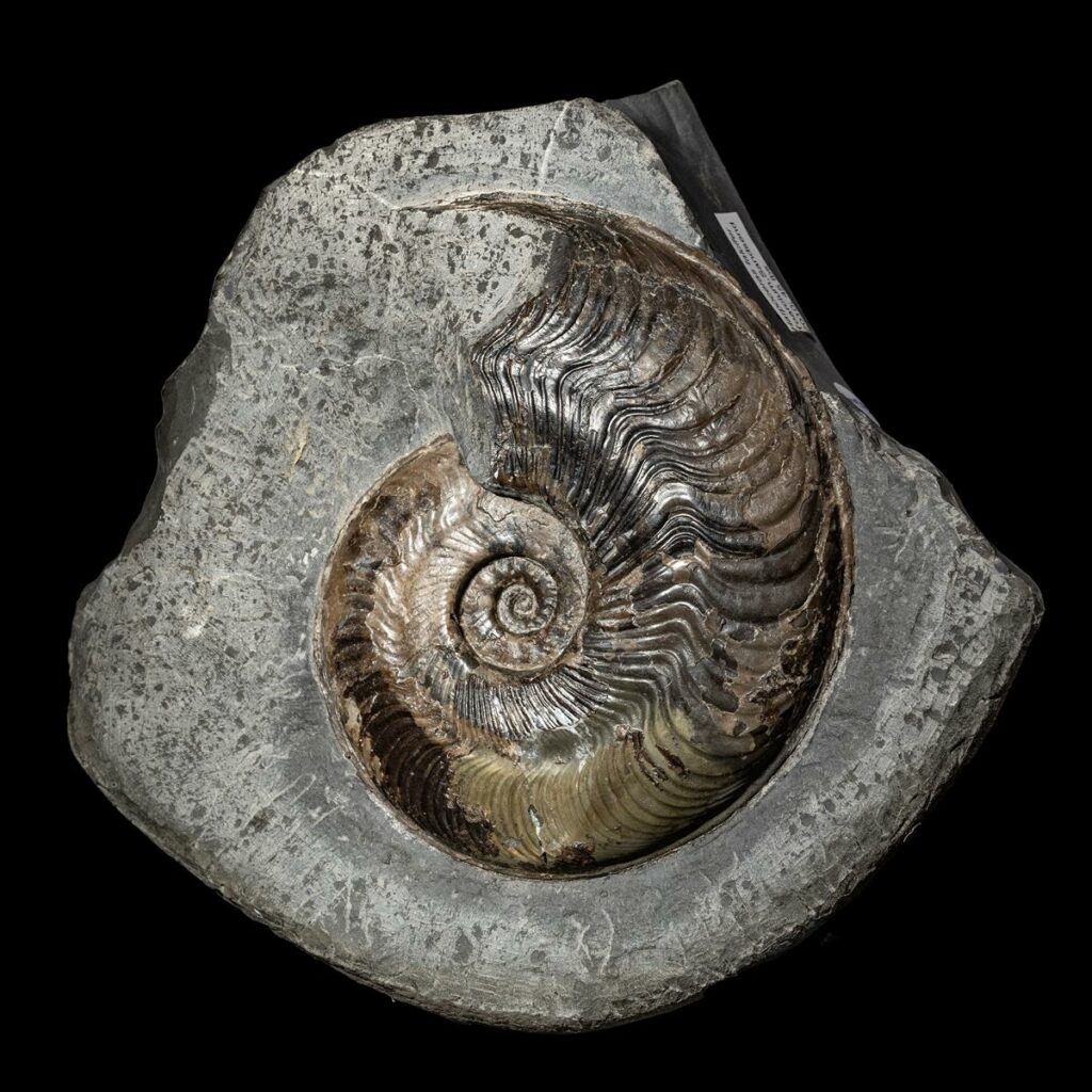 Harpoceras falcifer - fossils worldwide