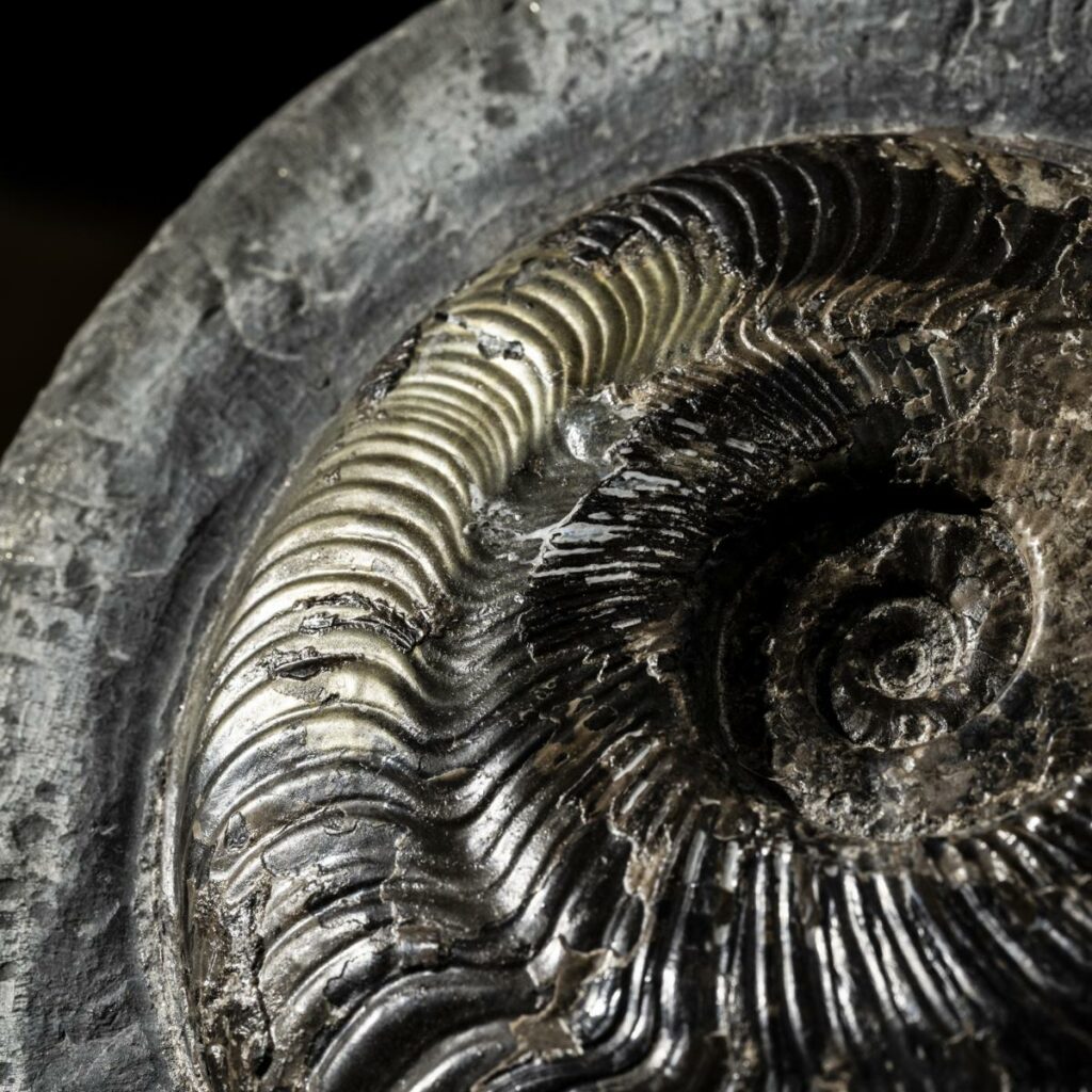 Harpoceras falcifer - fossils worldwide