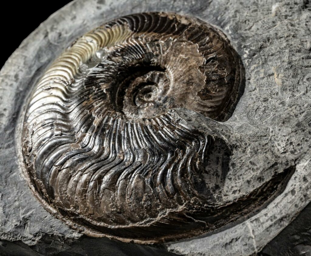 Harpoceras falcifer - fossils worldwide
