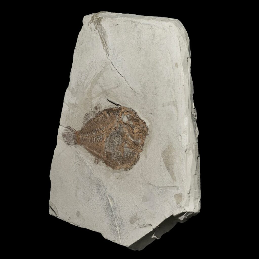 Frigocanthus sp, evtl. neue Art - fossils worldwide