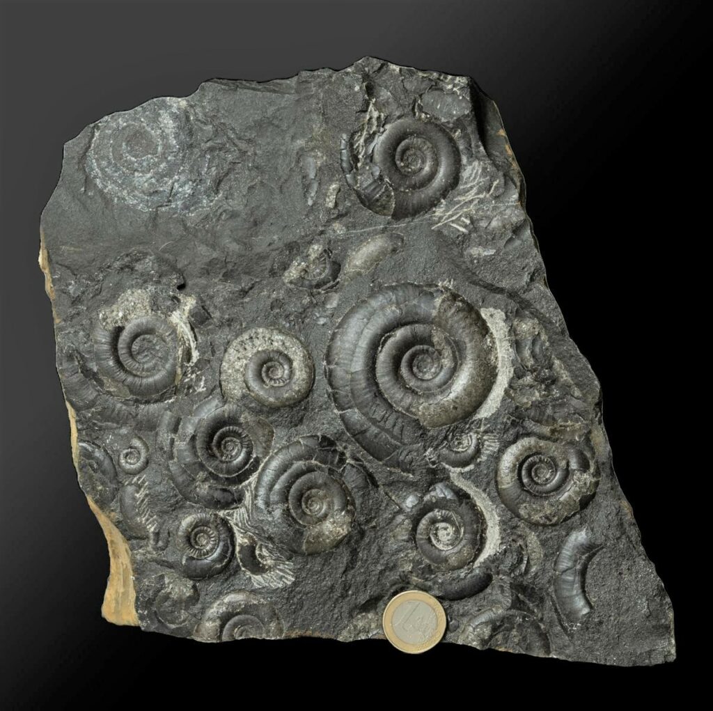 Psiloceras planorbis - fossils worldwide