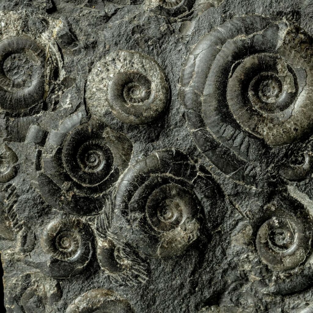 Psiloceras planorbis - fossils worldwide