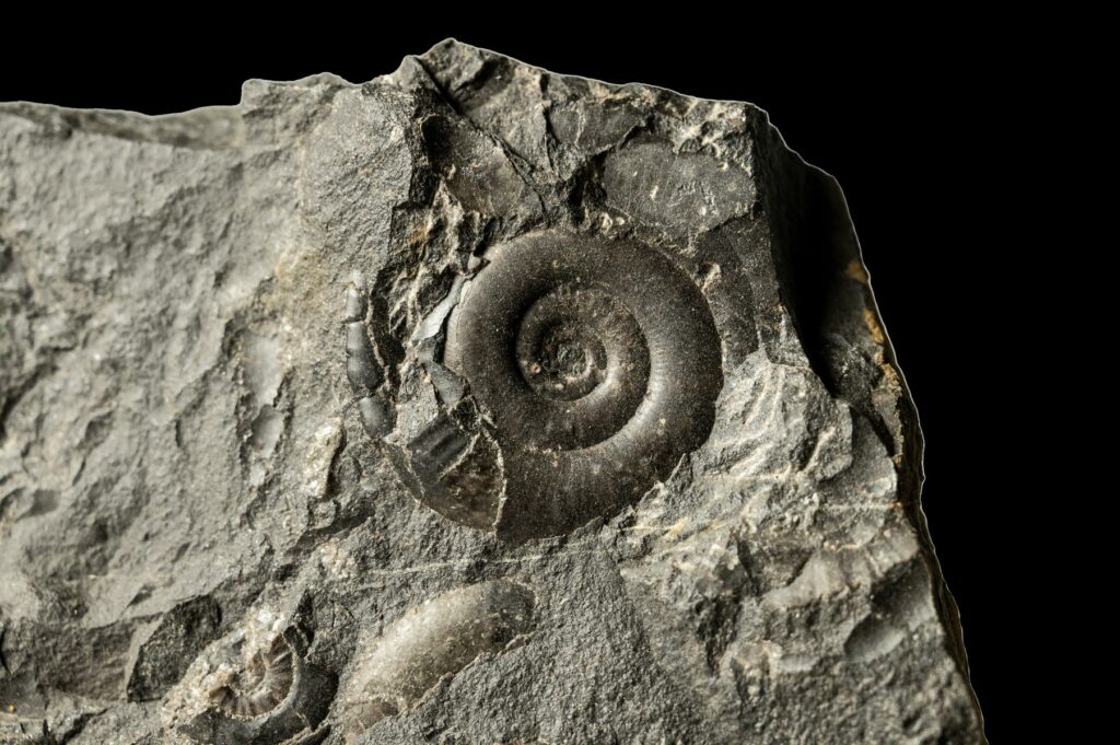Psiloceras planorbis - fossils worldwide