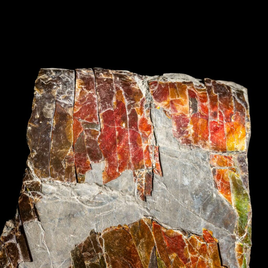 Sphenodiscus lenticularis, Ammolite - fossils worldwide