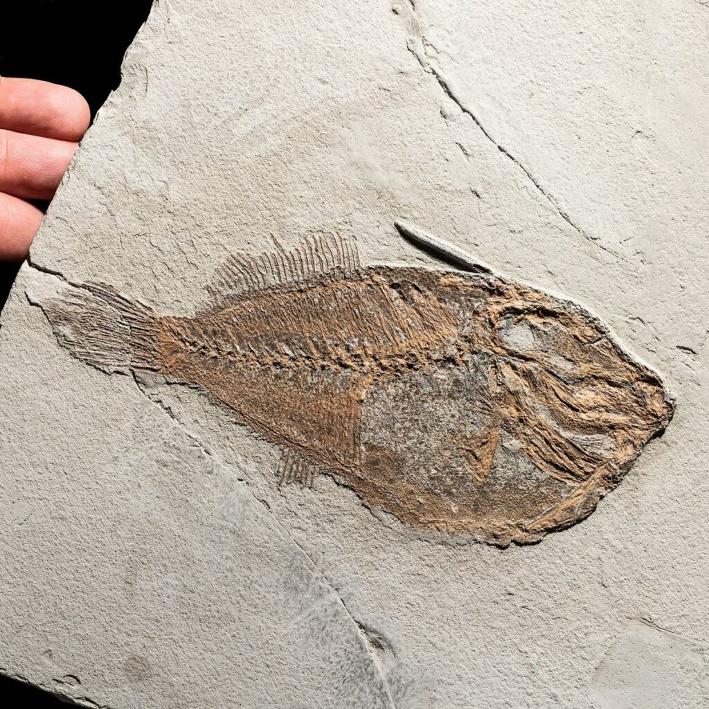 Frigocanthus sp, evtl. neue Art - fossils worldwide