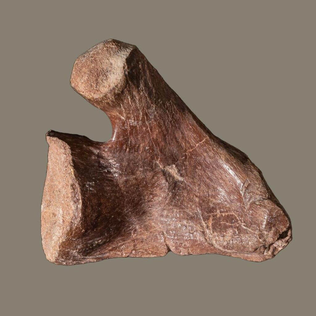Spinosauridae - fossils worldwide