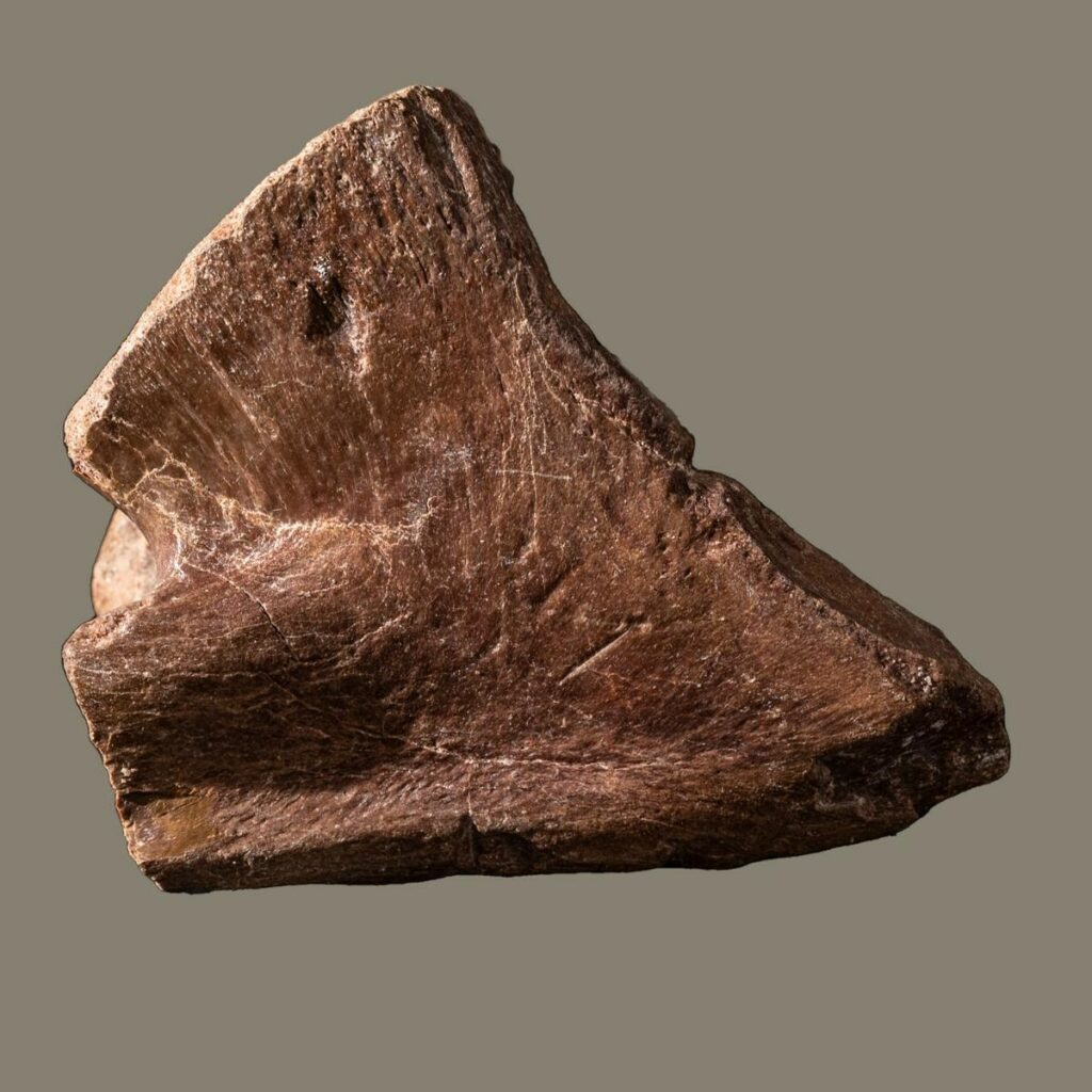 Spinosauridae - fossils worldwide