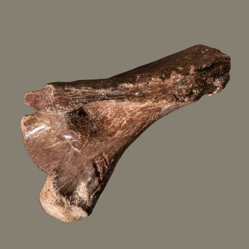 Spinosauridae - fossils worldwide