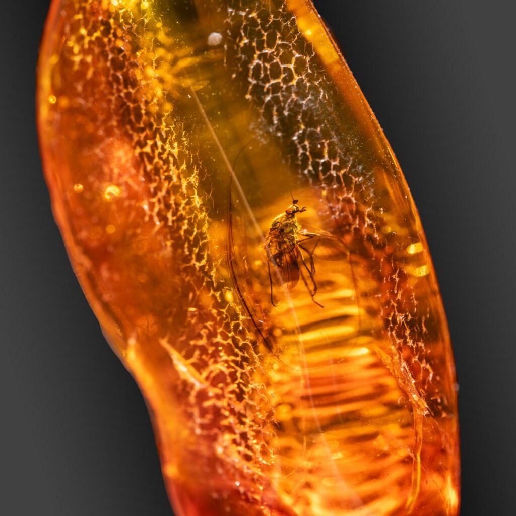 Baltischer Bernstein mit Inkluse - fossils worldwide