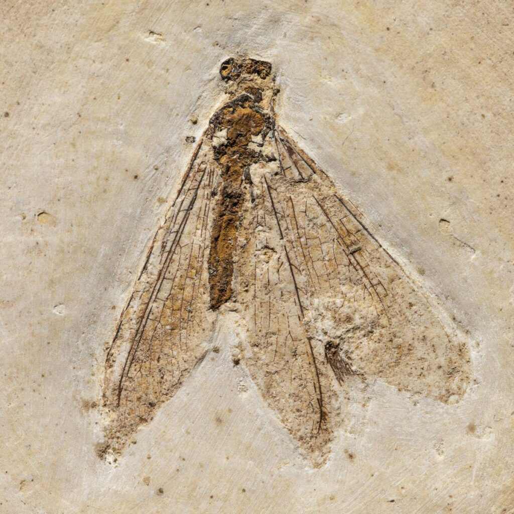 Neuroptera indet, evtl. Caririneura - fossils worldwide