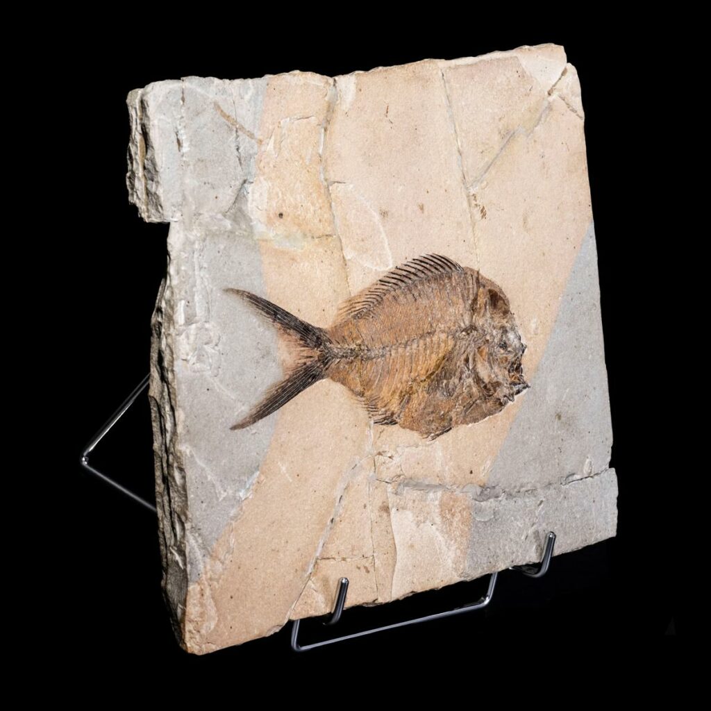 Abromasta microdon - fossils worldwide