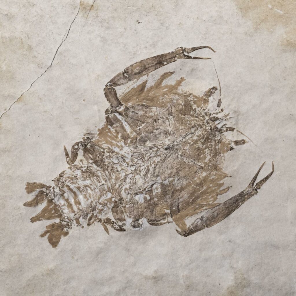 Eryon arctiformis - fossils worldwide