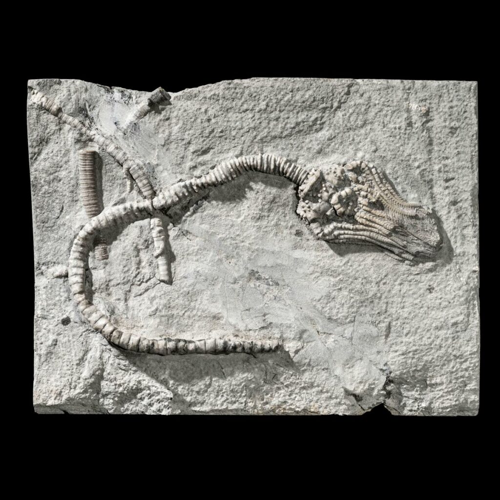 Platycrinites hemispharicus - fossils worldwide