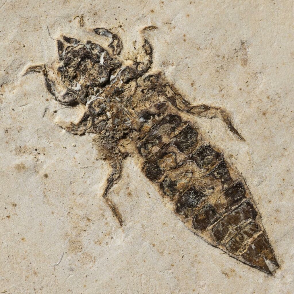 Odonata Larva indet - fossils worldwide
