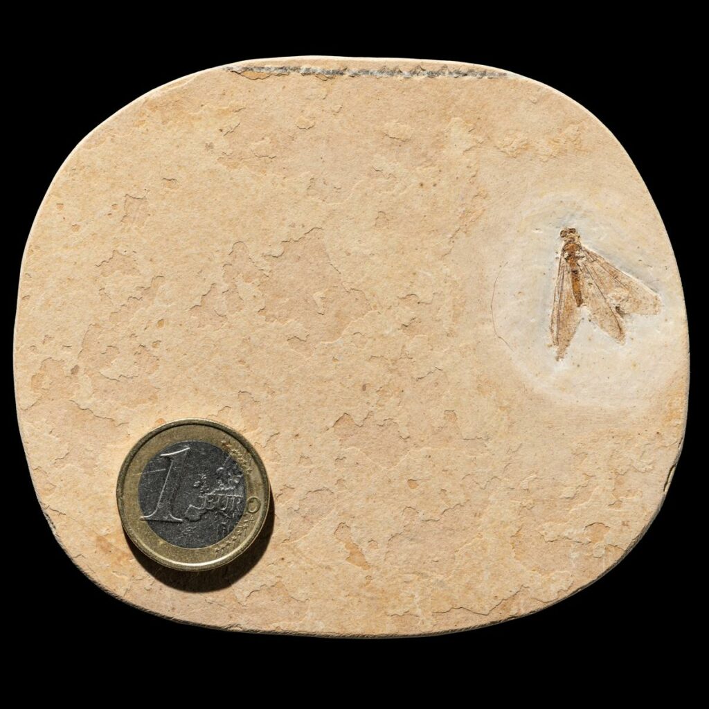 Neuroptera indet, evtl. Caririneura - fossils worldwide