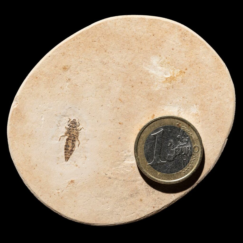 Odonata Larva indet - fossils worldwide