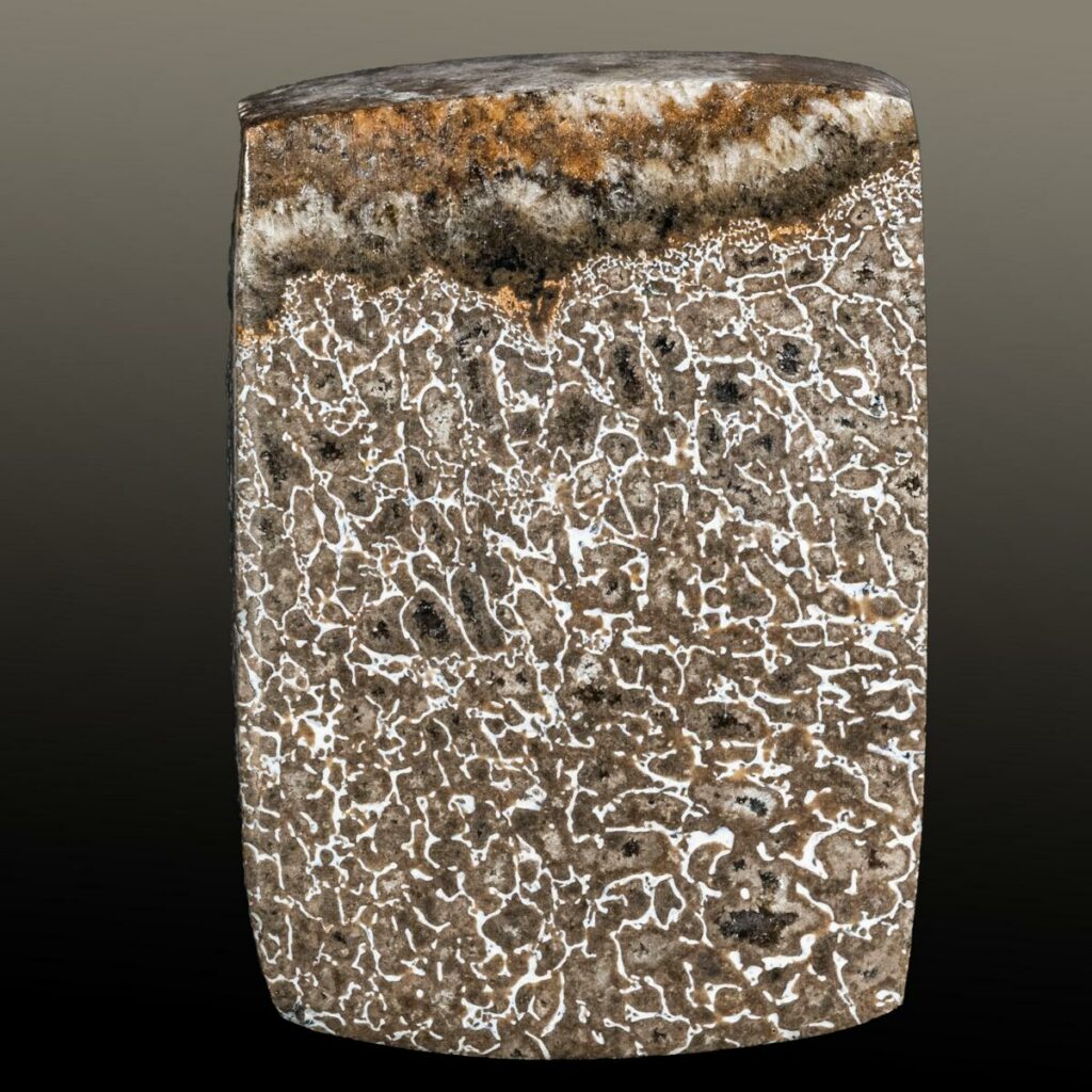 Atlasaurus sp. - fossils worldwide