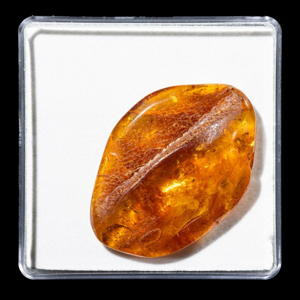 Baltischer Bernstein (Succinit) - fossils worldwide