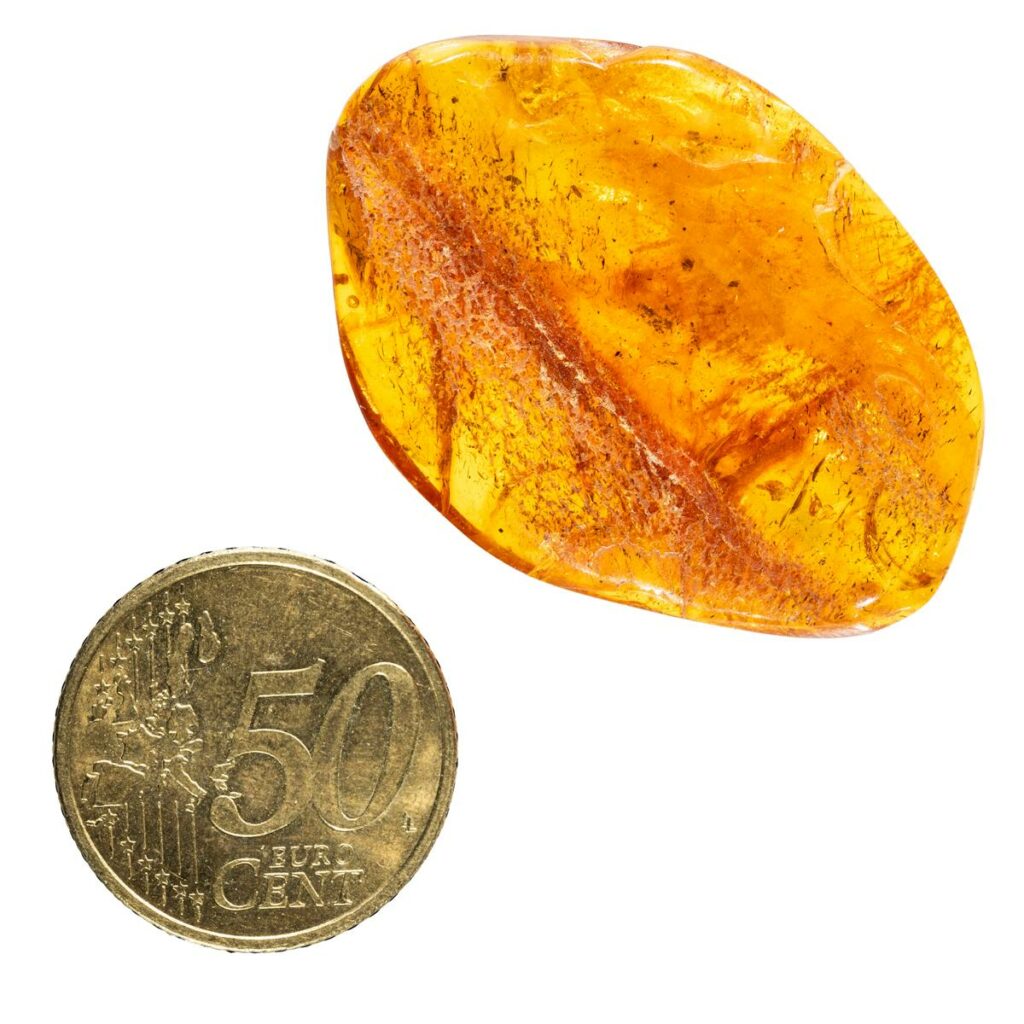 Baltischer Bernstein (Succinit) - fossils worldwide