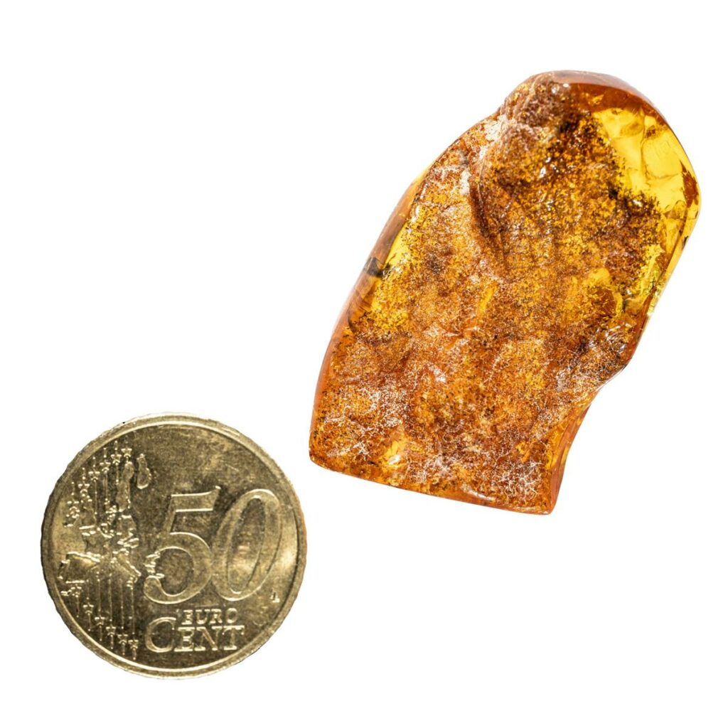Baltischer Bernstein (Succinit) - fossils worldwide