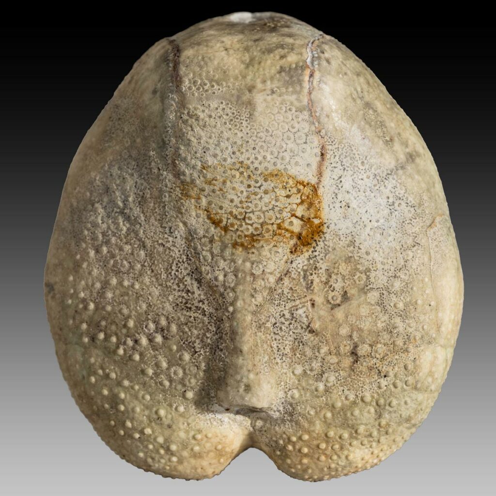 Micraster schroederi - fossils worldwide