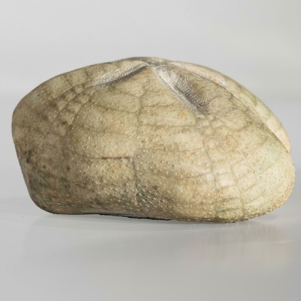 Micraster schroederi - fossils worldwide