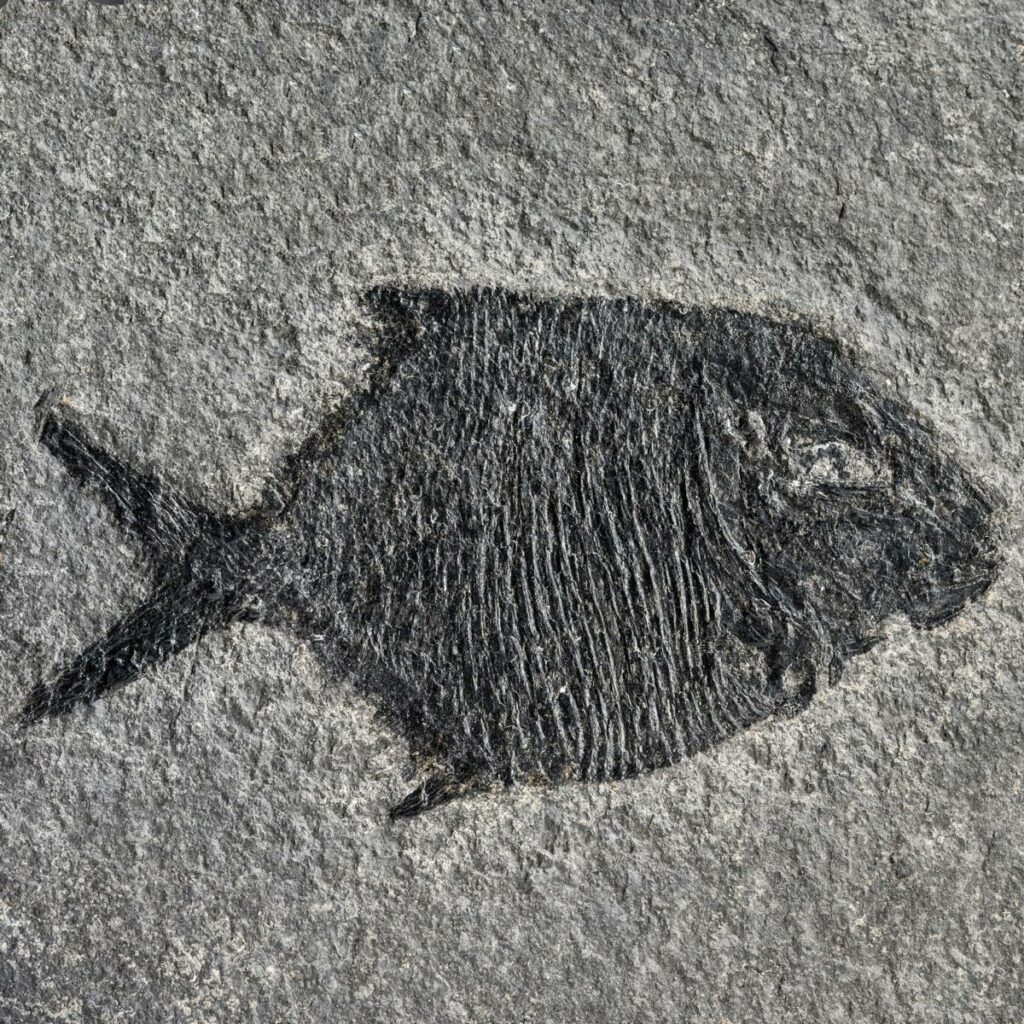 Platysomus striatus - fossils worldwide