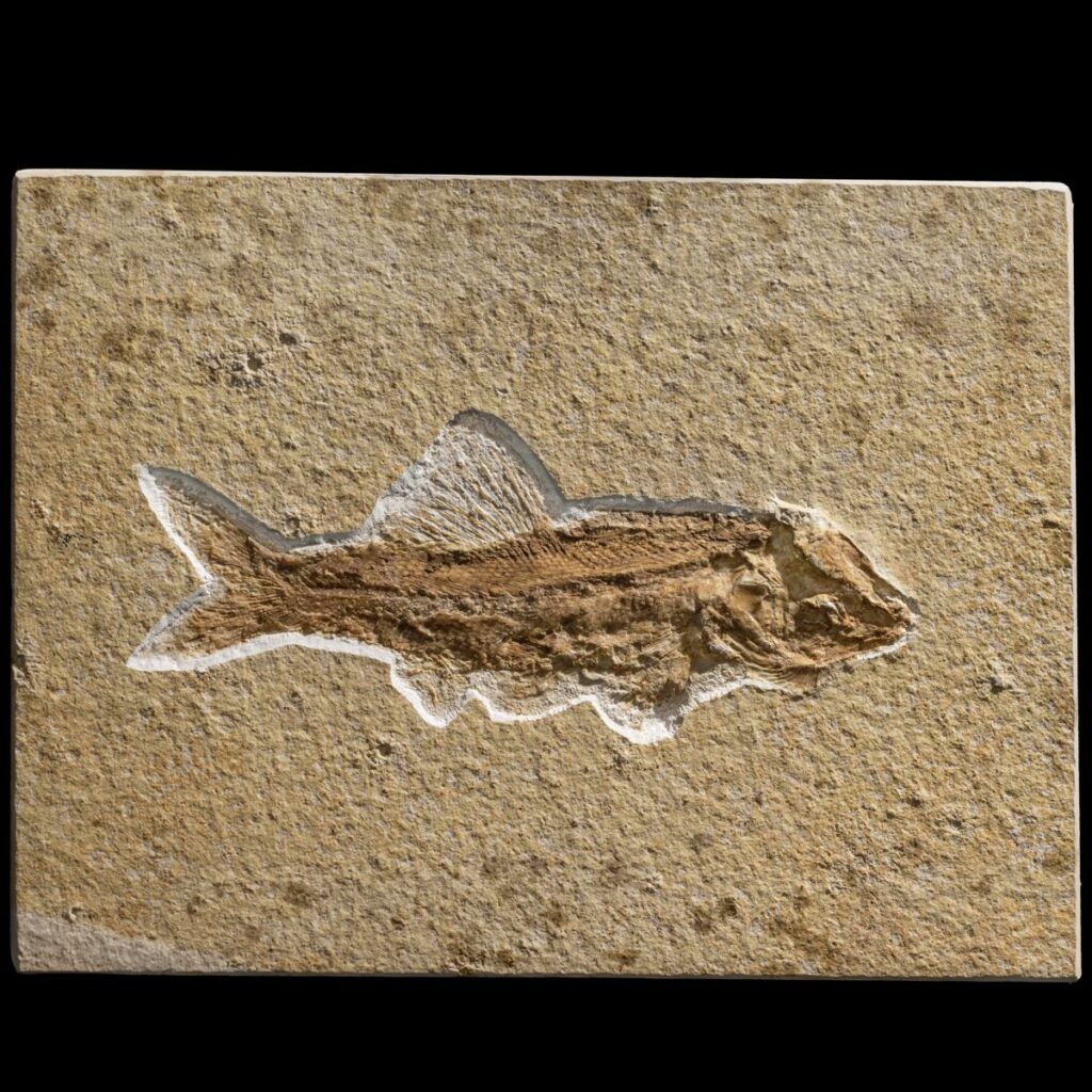 Furo cf. longiserratus - fossils worldwide